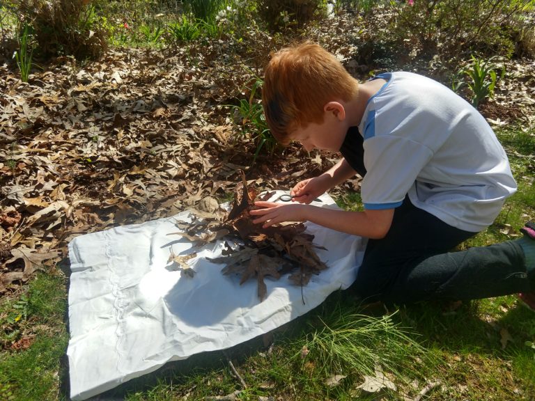 Hula Hoop Ecology – Backyard Science Idea – Davidson Lands Conservancy