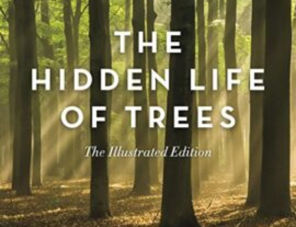 Hula Hoop Ecology - Backyard Science Idea - Davidson Lands Conservancy