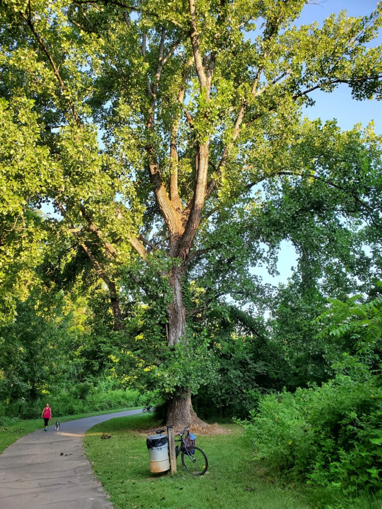Abersham Park Tree Planting - Davidson Lands Conservancy