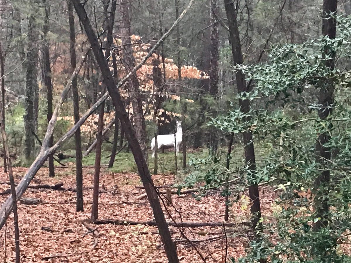 Have you seen the Piebald Whitetale deer? – Davidson Lands Conservancy
