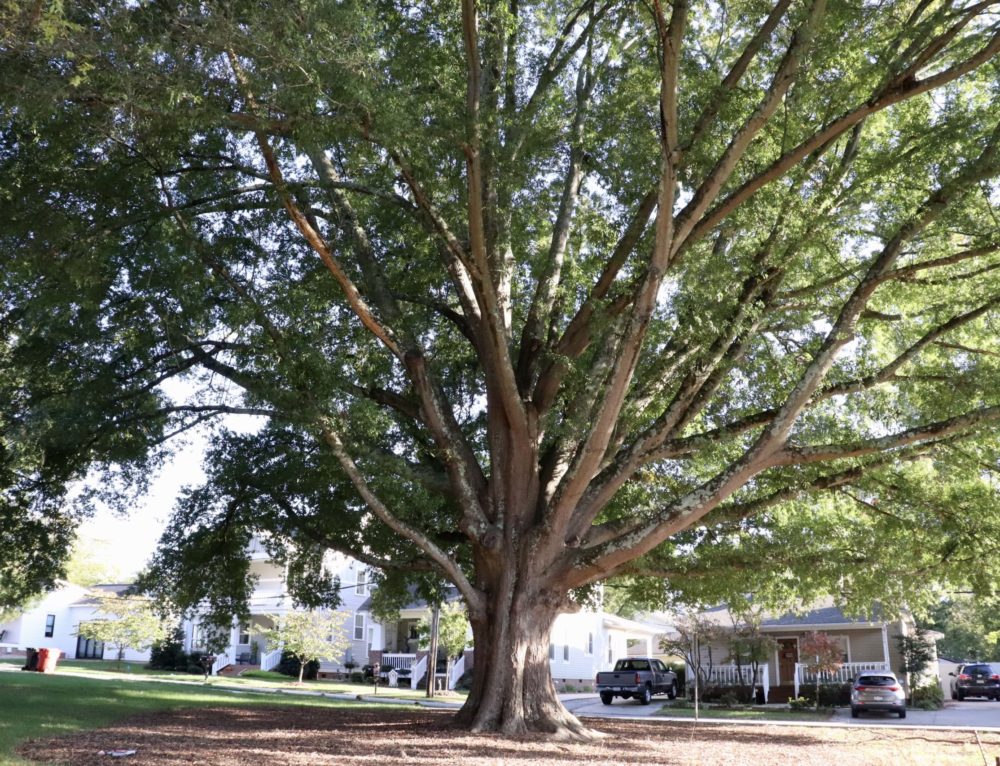 #106 American Sycamore – Davidson Lands Conservancy