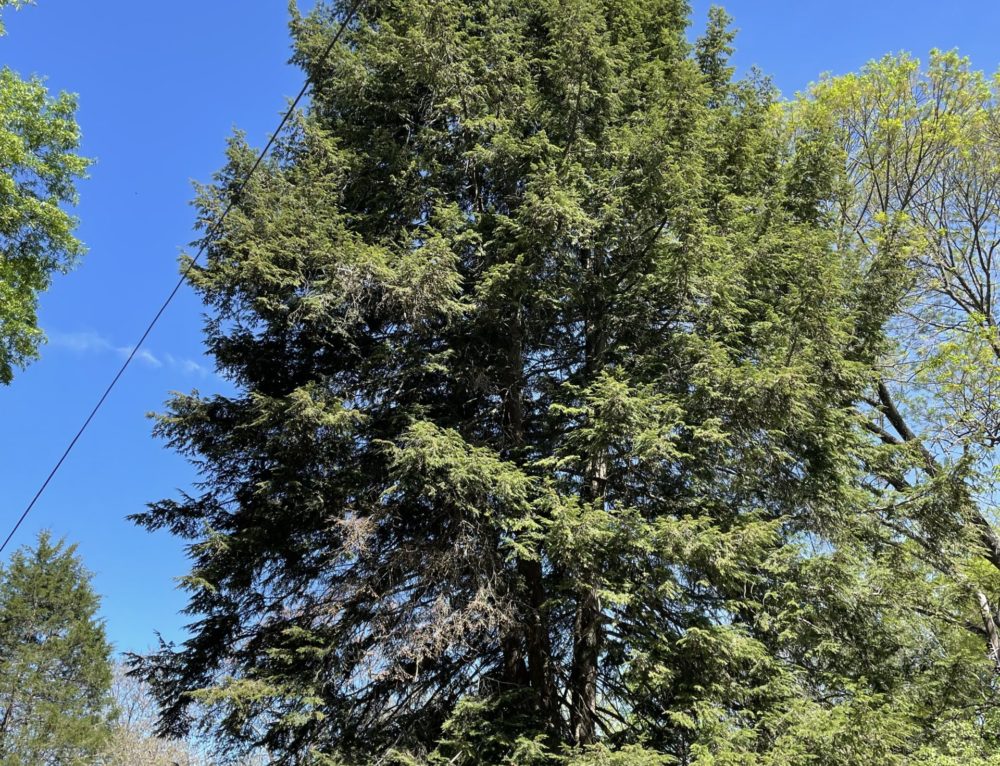 #083 American Beech – Davidson Lands Conservancy