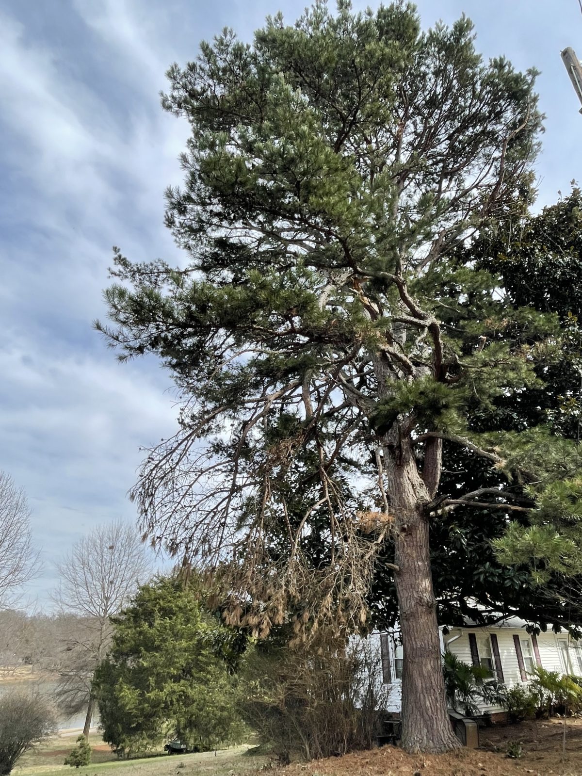 Pine-Shortleaf Archives - Davidson Lands Conservancy