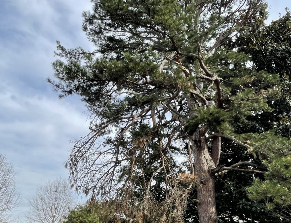 #083 American Beech – Davidson Lands Conservancy