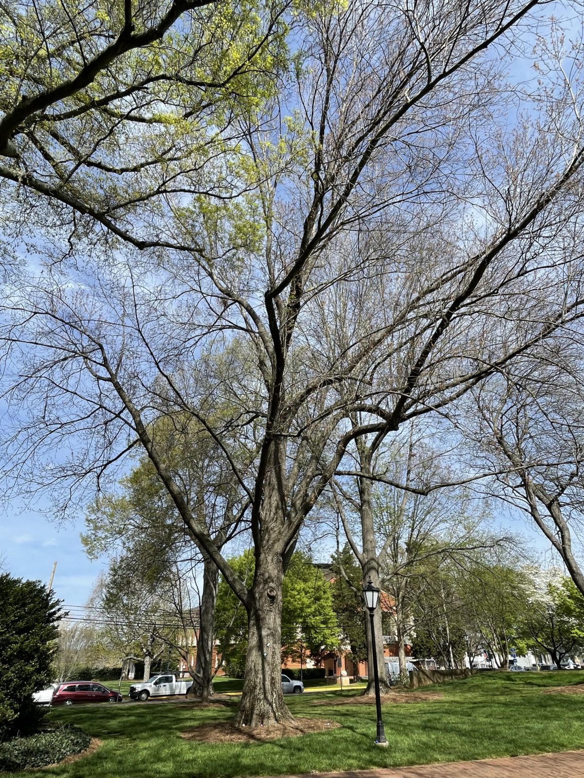 Oak-Cherrybark – Davidson Lands Conservancy
