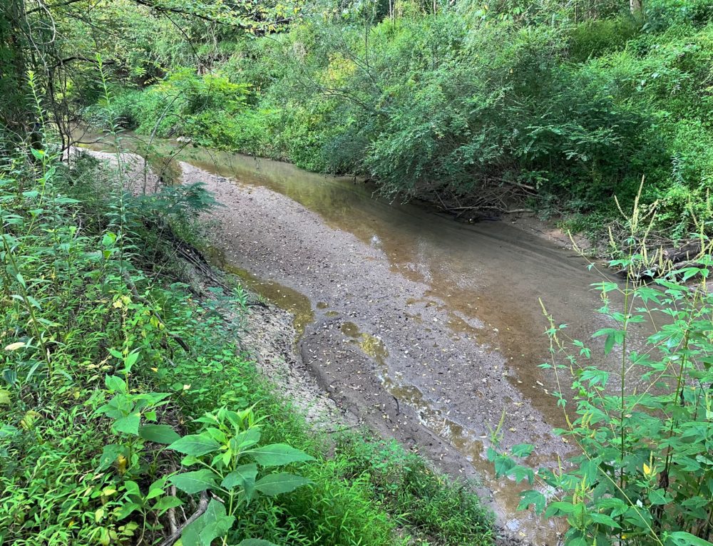 Hula Hoop Ecology - Backyard Science Idea - Davidson Lands Conservancy