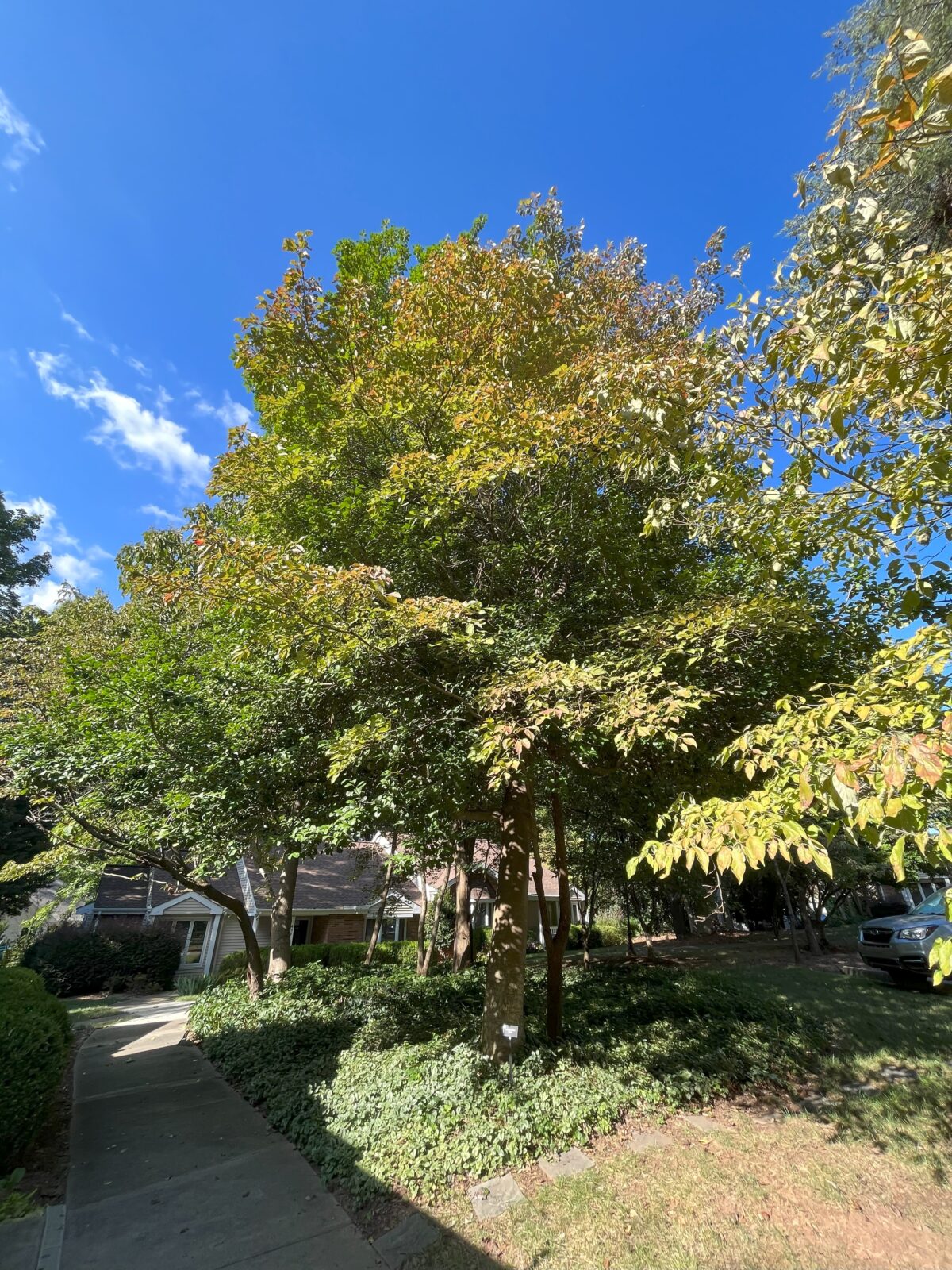 The Pines Recognized for Outstanding Trees and Arboretum – Davidson ...